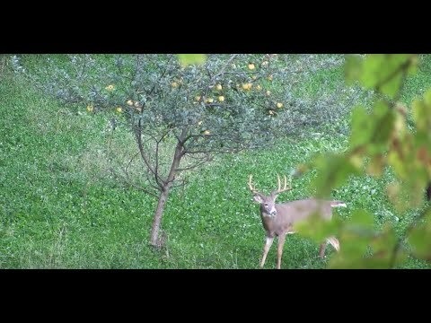 Fruit Tree Basics: Choose The Best For Deer Hunting