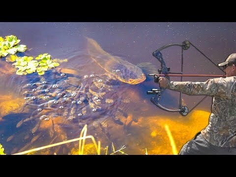 Snake Head Bowfishing Challenge! Bluegabe Vs. Deermeatfordinner {catch ...
