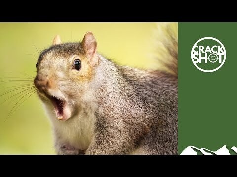 Bird Table Of Doom: Air Pistols | Hunting.gg