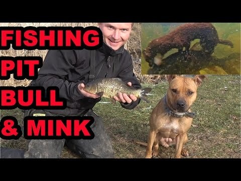 Pit Bull And Mink Both Catch Fish?!?!?!? | Hunting.gg