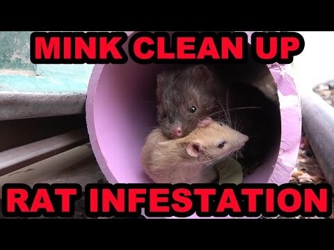Poison Free Rat Control With Mink. | Hunting.gg