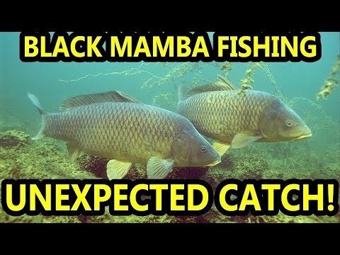 Unexpected Catch! Black Mamba The Fishing Mink.