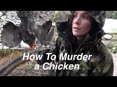 How To Harvest And Kill A Chicken Humanely And Easily