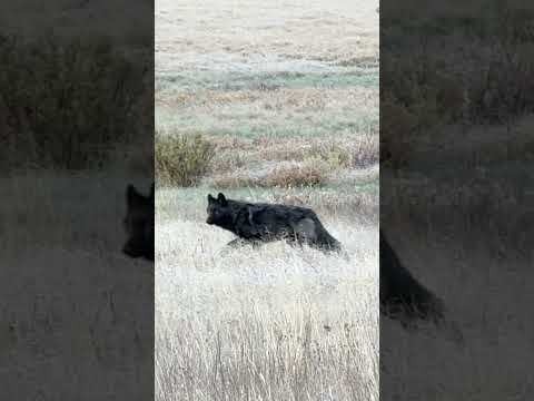 11 Strong Wolf Pack At 40 Yards! | Hunting.gg