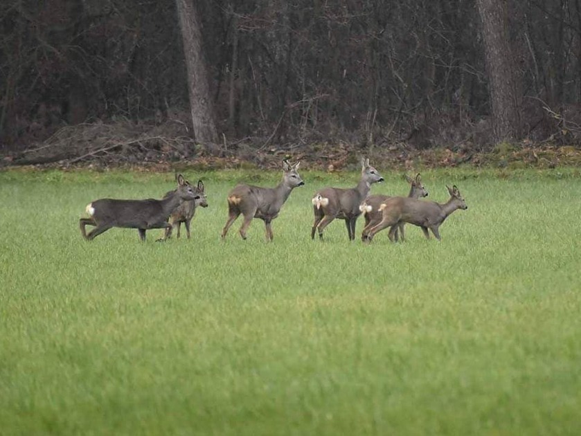 Wildlife | Hunting.gg