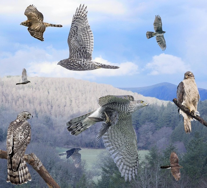 Northern goshawk | Hunting.gg