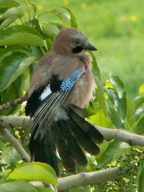 Eurasian jay | Hunting.gg