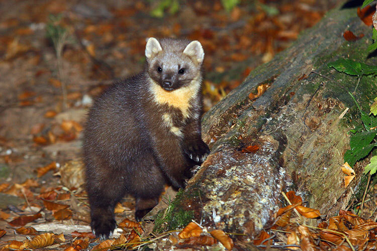 European Pine Marten | Hunting.gg