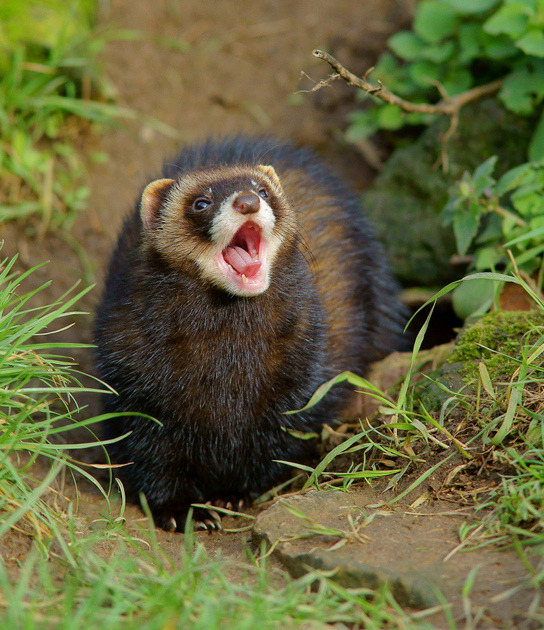 European Polecat | Hunting.gg