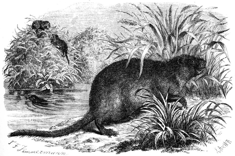 Muskrat | Hunting.gg