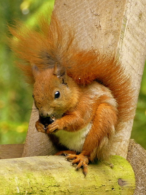 Red Squirrel | Hunting.gg
