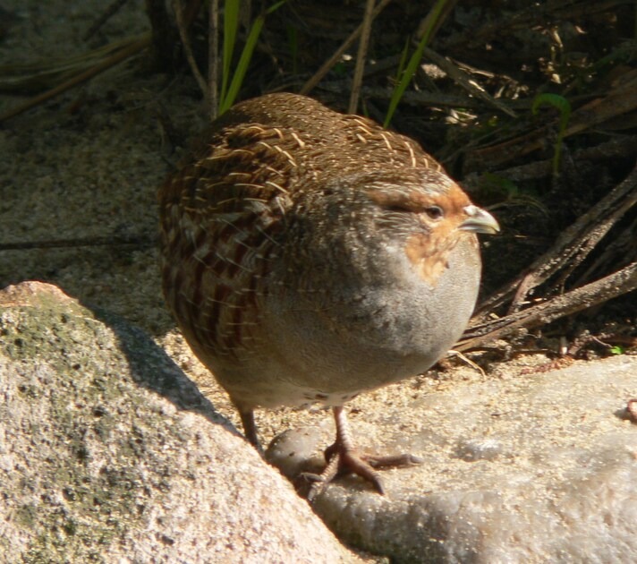 Partridge | Hunting.gg