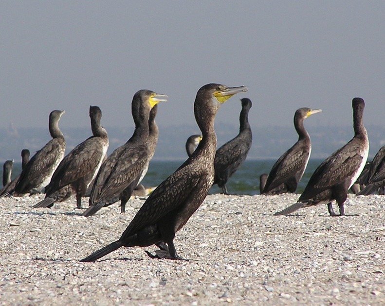 Great Cormorant | Hunting.gg